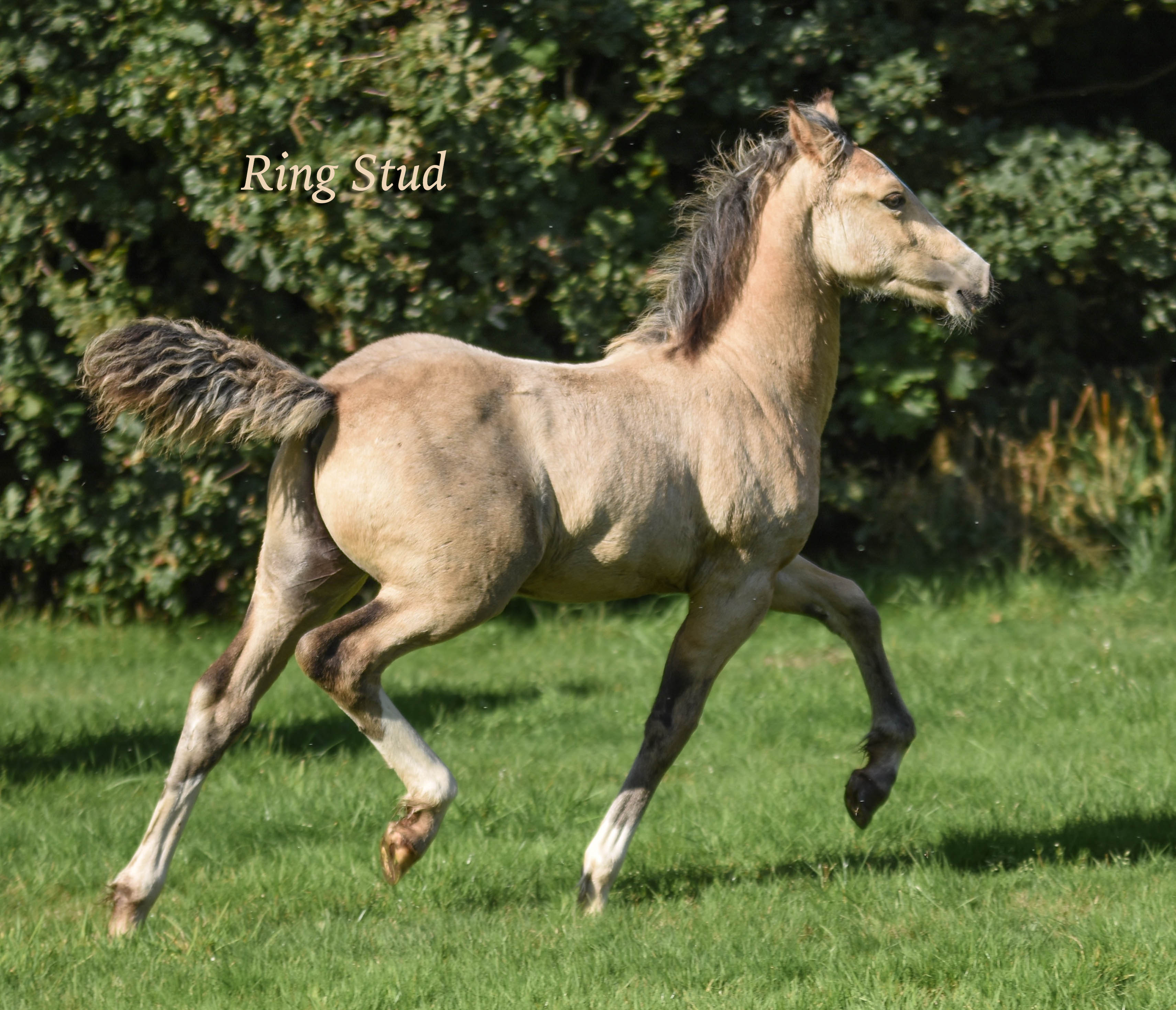 WELSH COB falbe hengstfohlen aus Roayl Welsh Winner | Bokt.nl