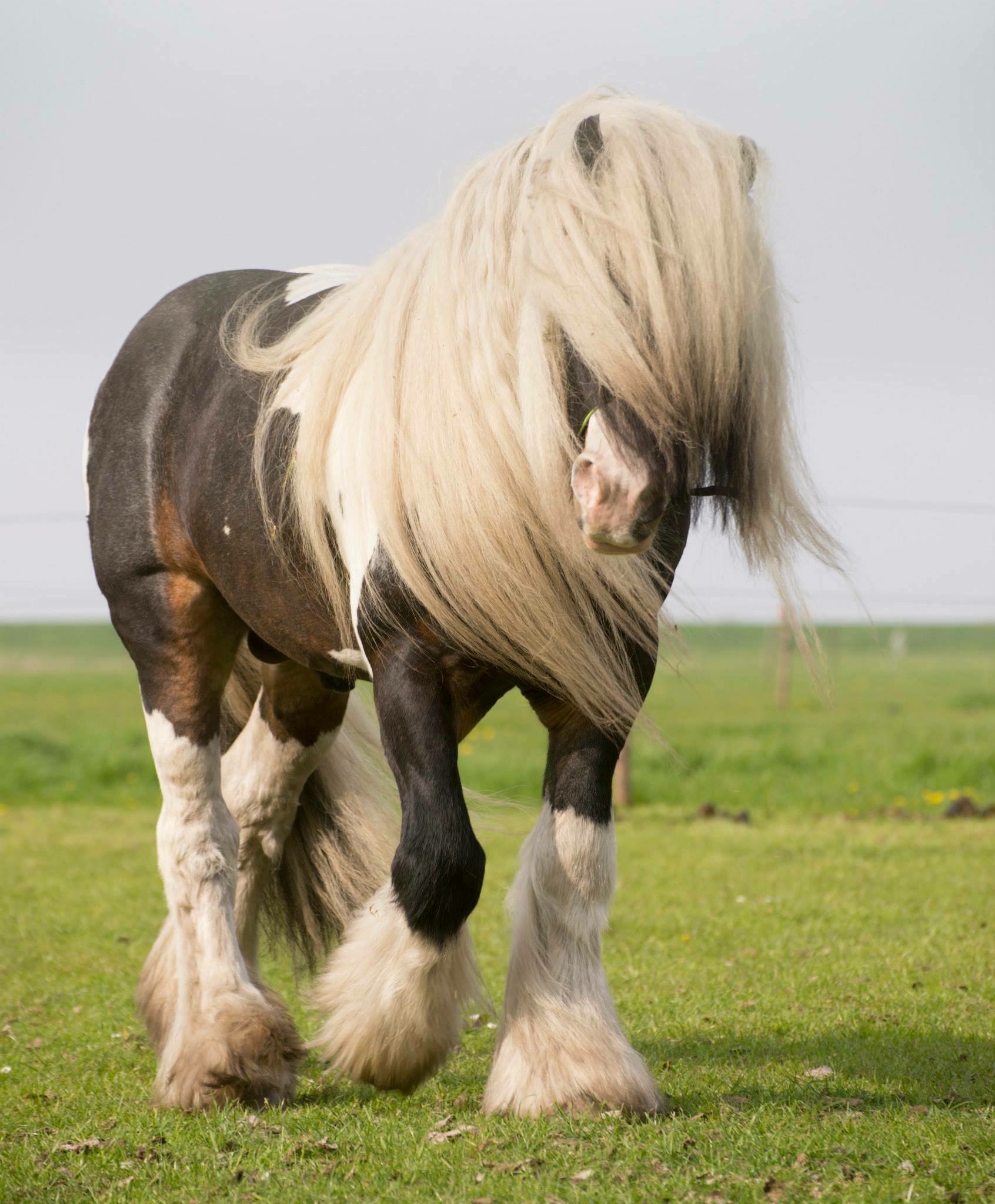 Irish Cob / Tinker hengst | Bokt.nl