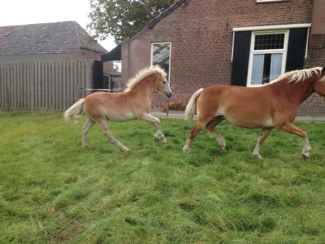 haflinger veulen voor de sport! | Bokt.nl