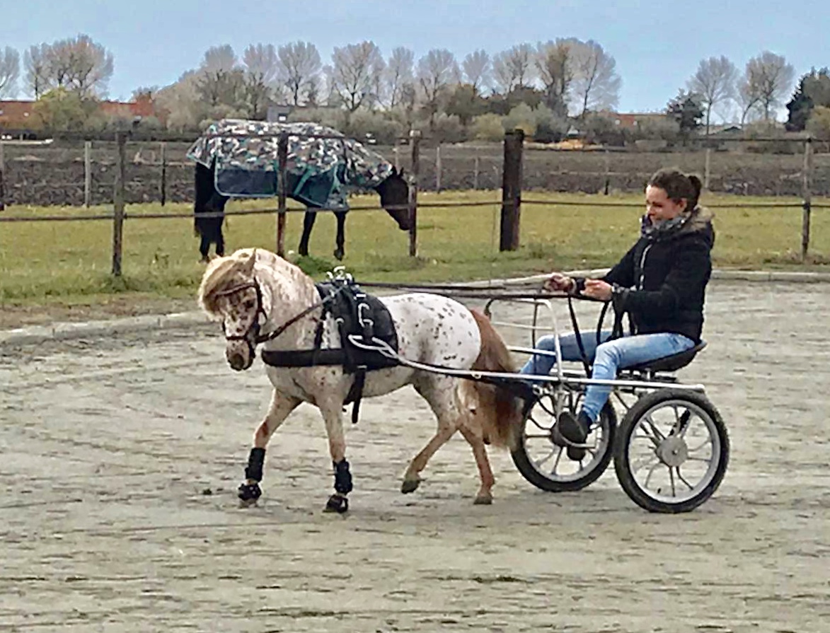 Sulky voor mini paardjes / kleine pony’s | Bokt.nl