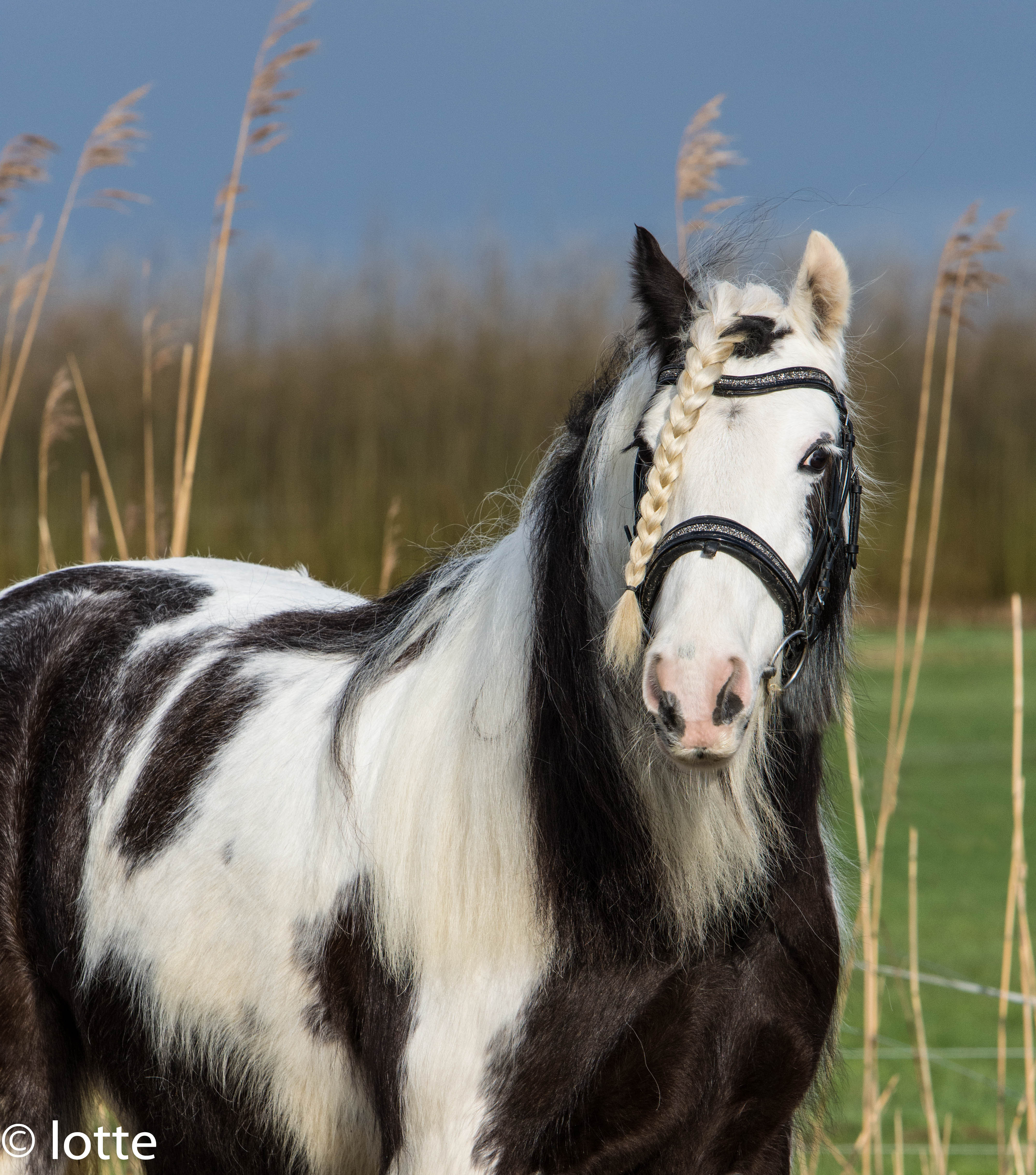 Te koop mooie 10 jarige tinker merrie | Bokt.nl