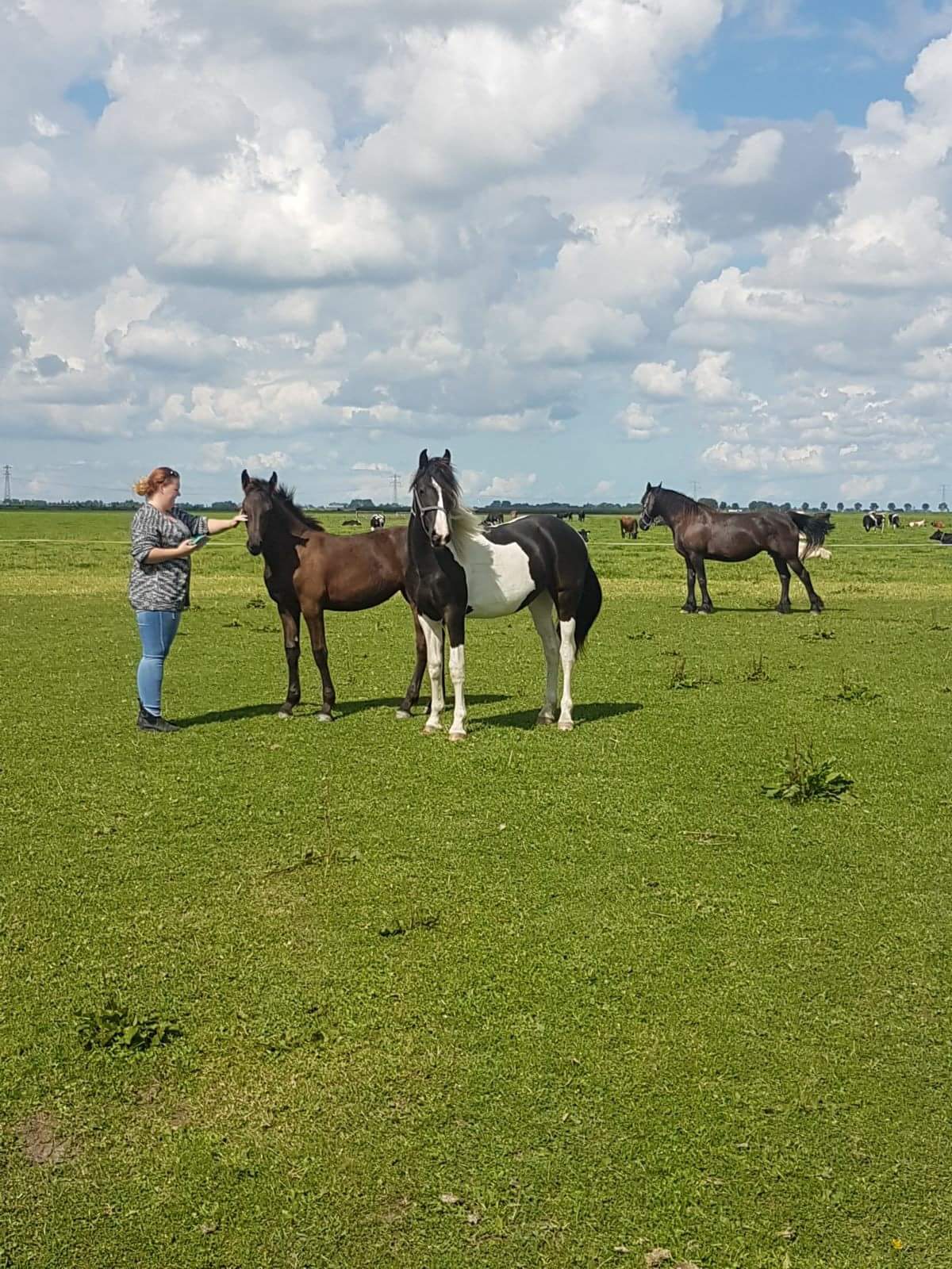 Fries x appaloosa merrie veulen | Bokt.nl