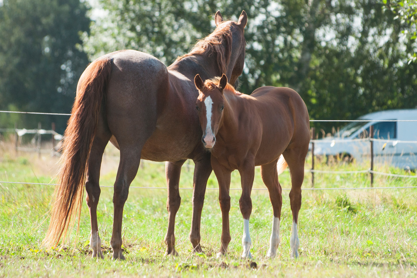 Prachtig hengstveulen met volle Paint horse papieren | Bokt.nl