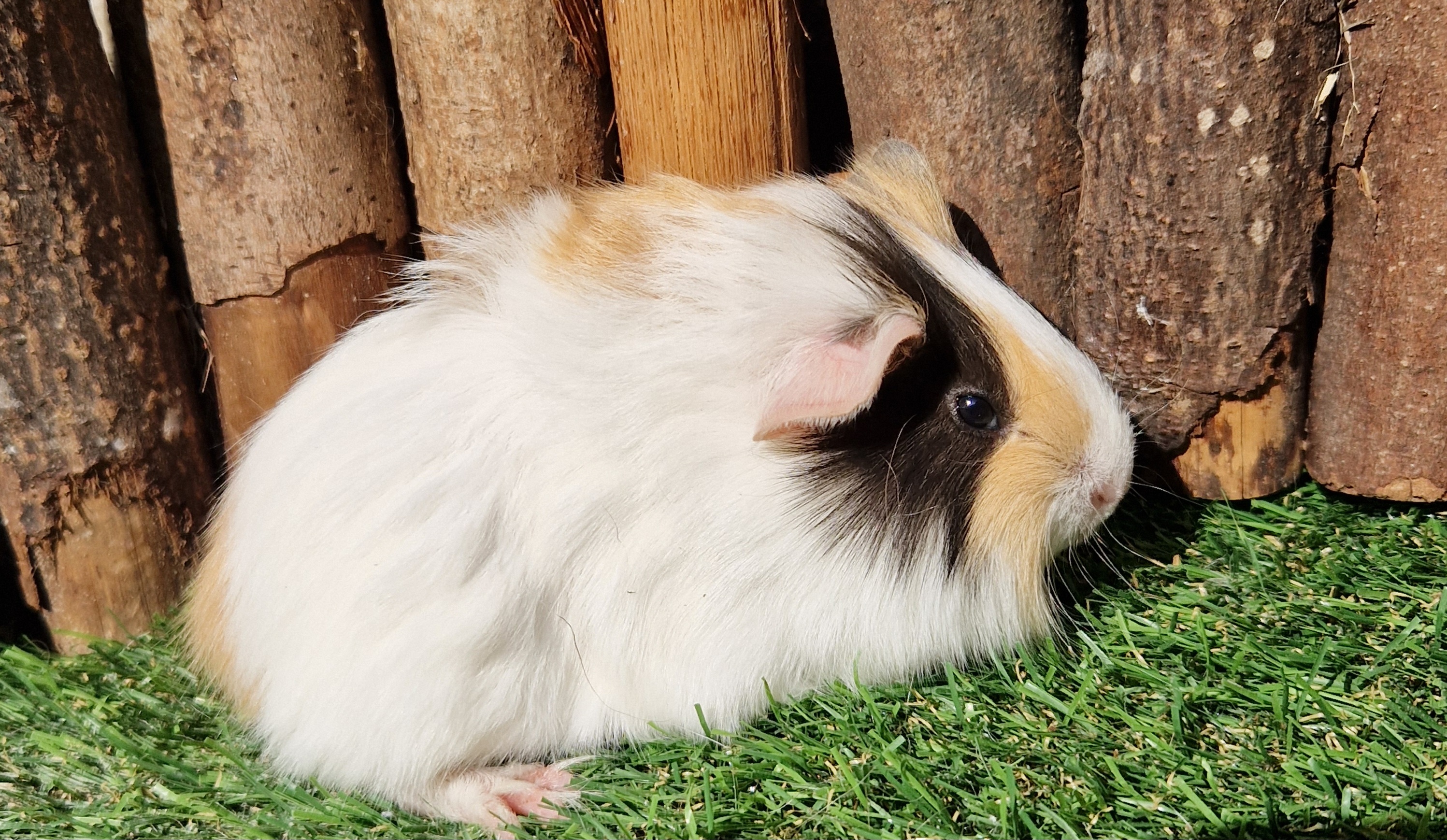 Leuke cavia,s | Bokt.nl