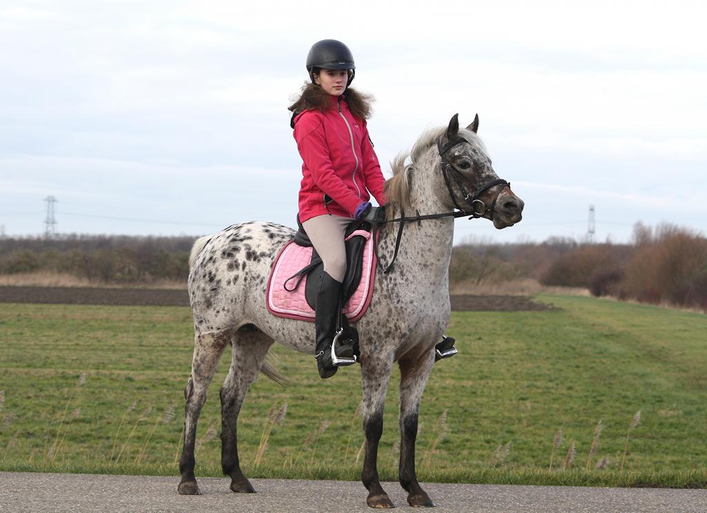 Prachtige grote C pony voor bruikleen aangeboden | Bokt.nl Prachtige grote C pony voor bruikleen aangeboden | Bokt.nl