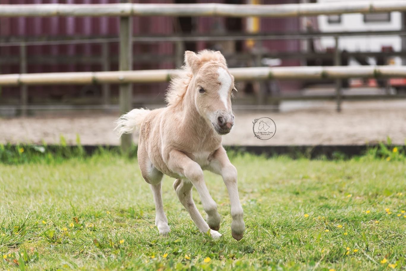 Palomino Shetlander veulen | Bokt.nl
