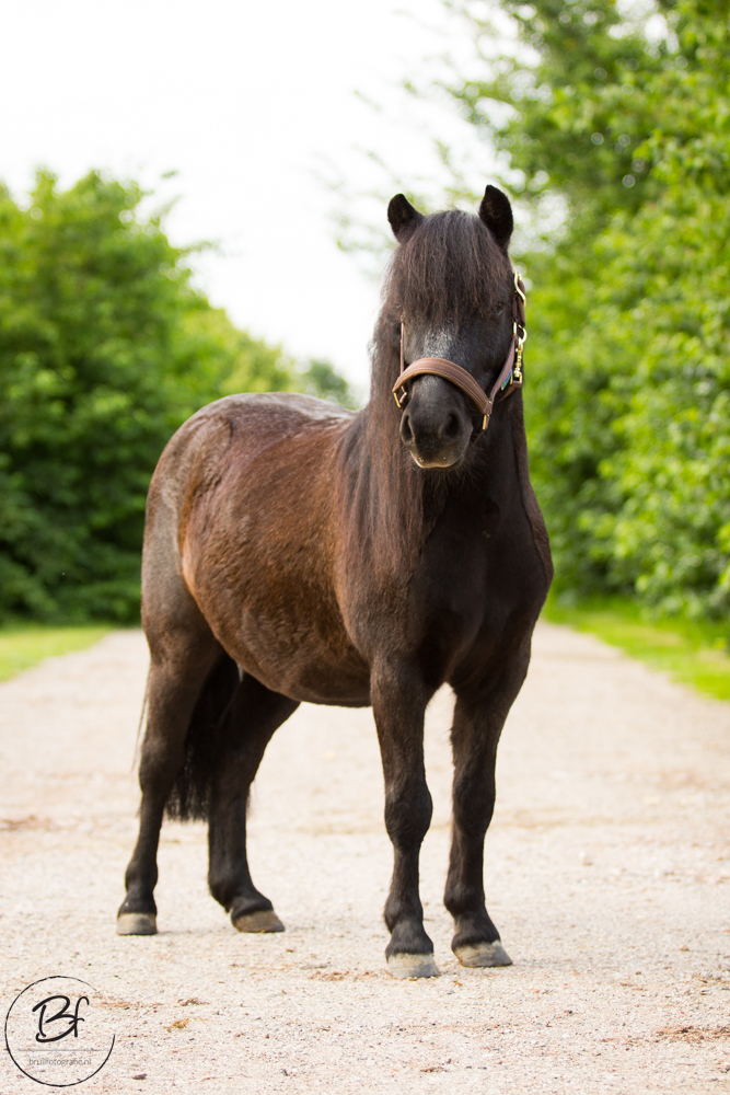 Leuke groene menpony, Boef | Bokt.nl
