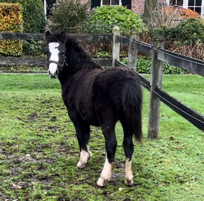 Welsh A hengst | Bokt.nl