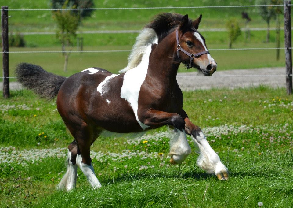Te koop; prachtige tinker merrie; voorlopig uit de verkoop. | Bokt.nl
