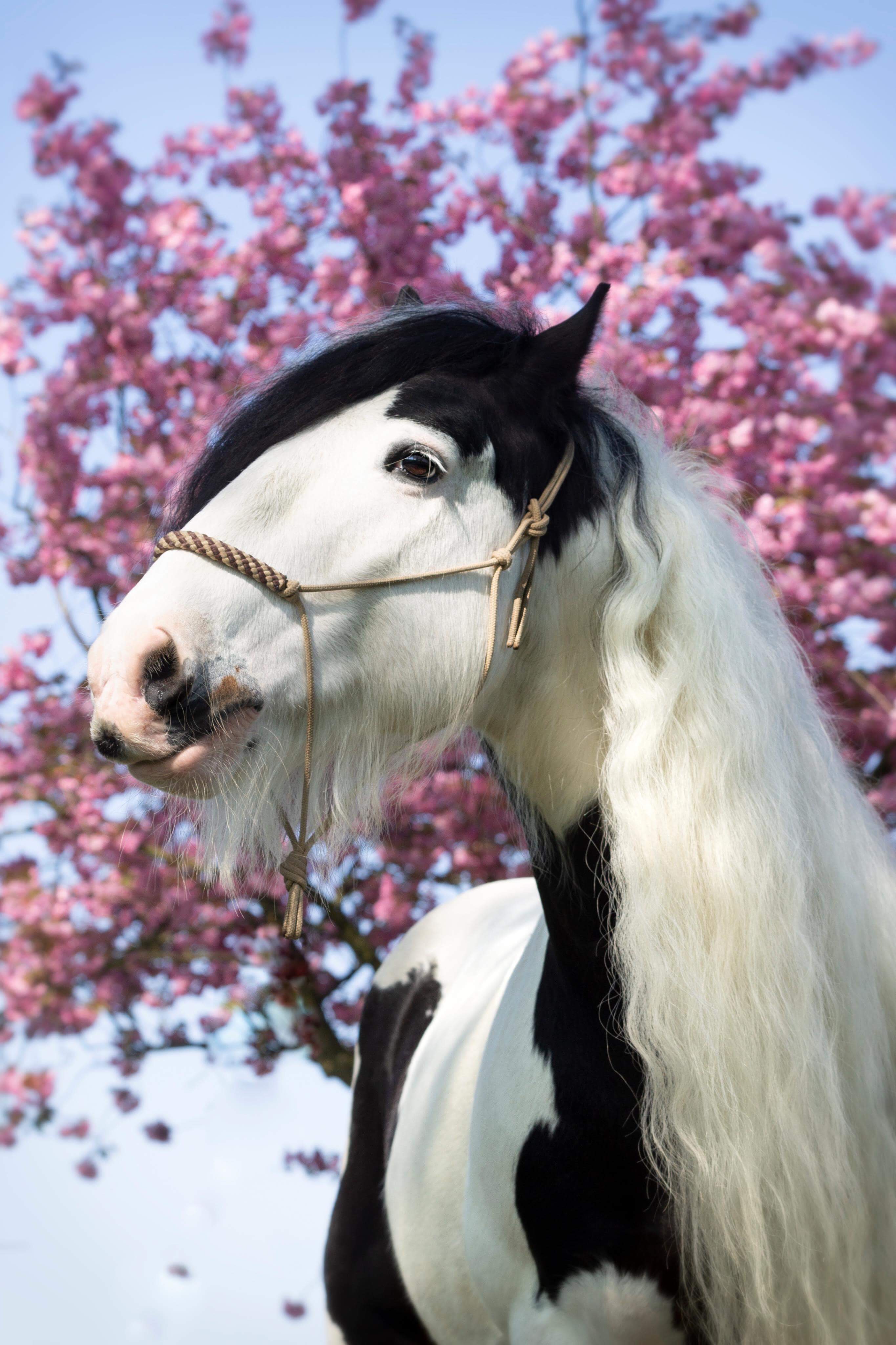 Mooi tinker hengst | Bokt.nl