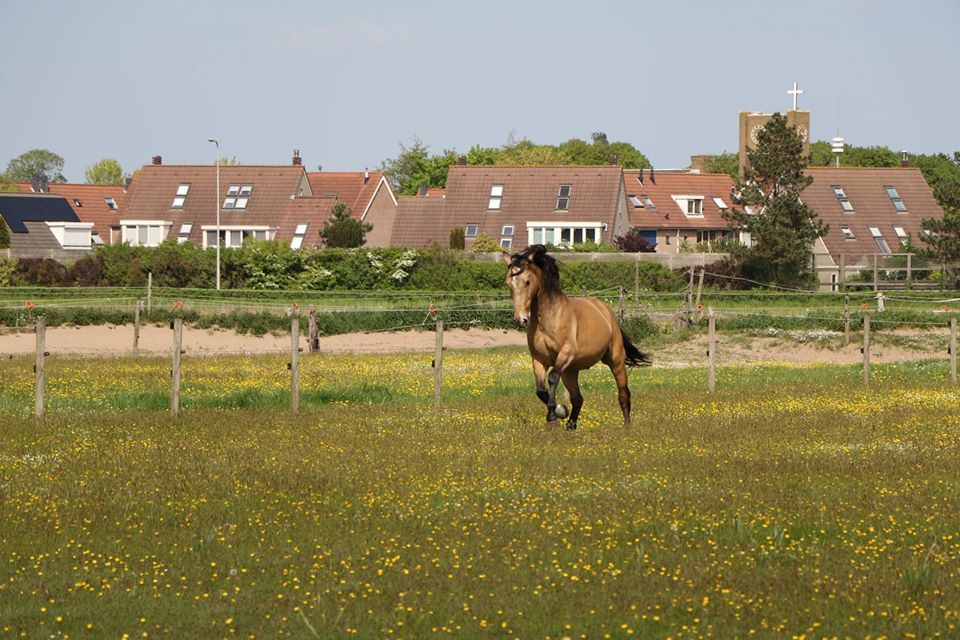 Lief allround valk paard aangeboden | Bokt.nl