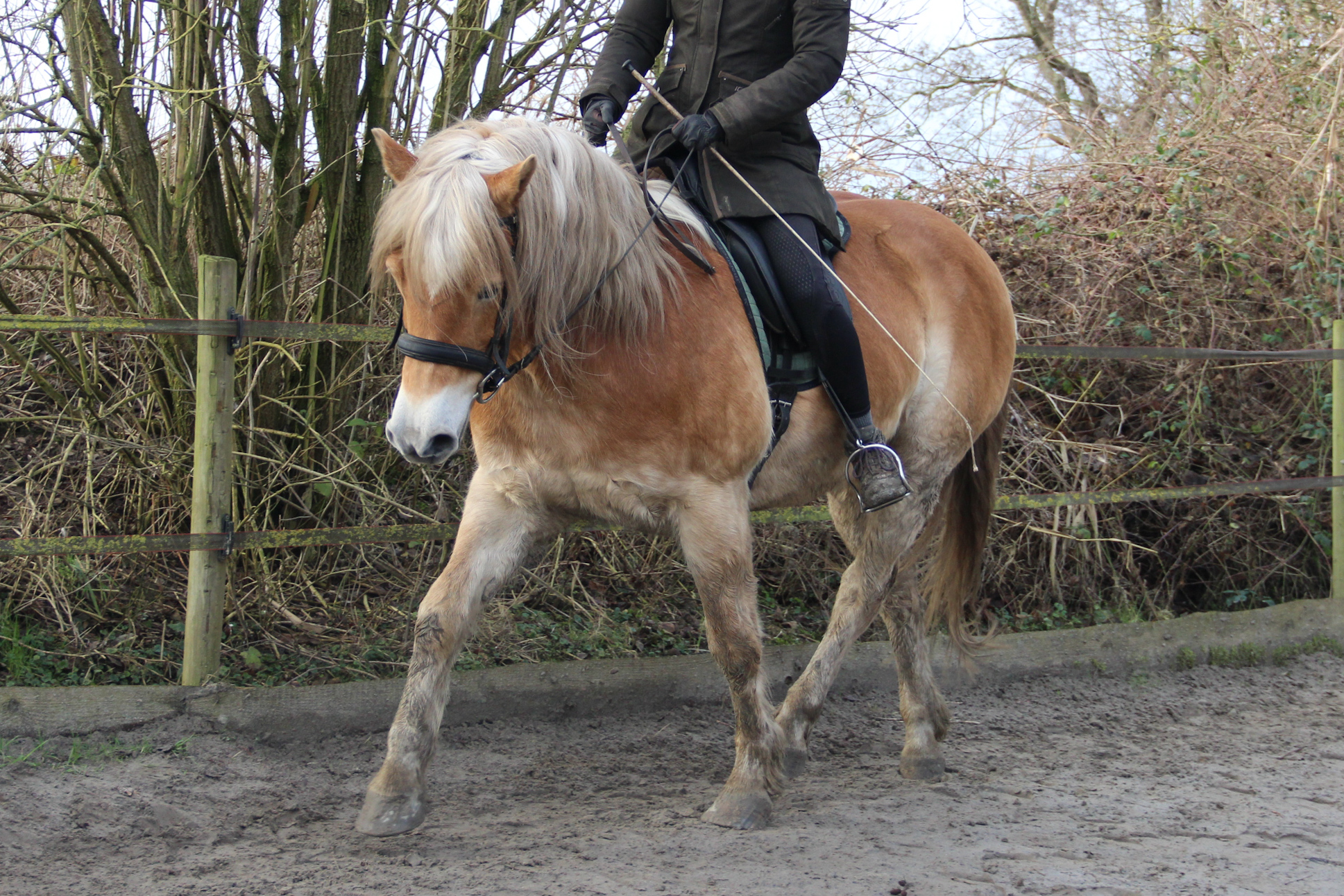 Klassieke Dressuur & Houding en Zit lessen | Bokt.nl