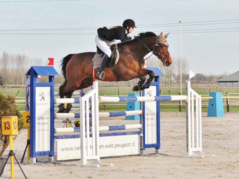 spring paard | Bokt.nl