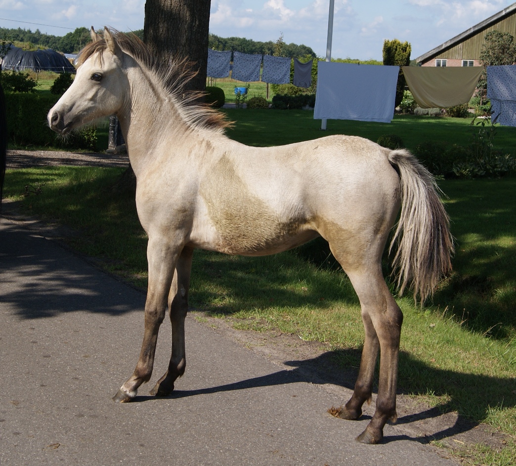 D pony hengstveulen | Bokt.nl