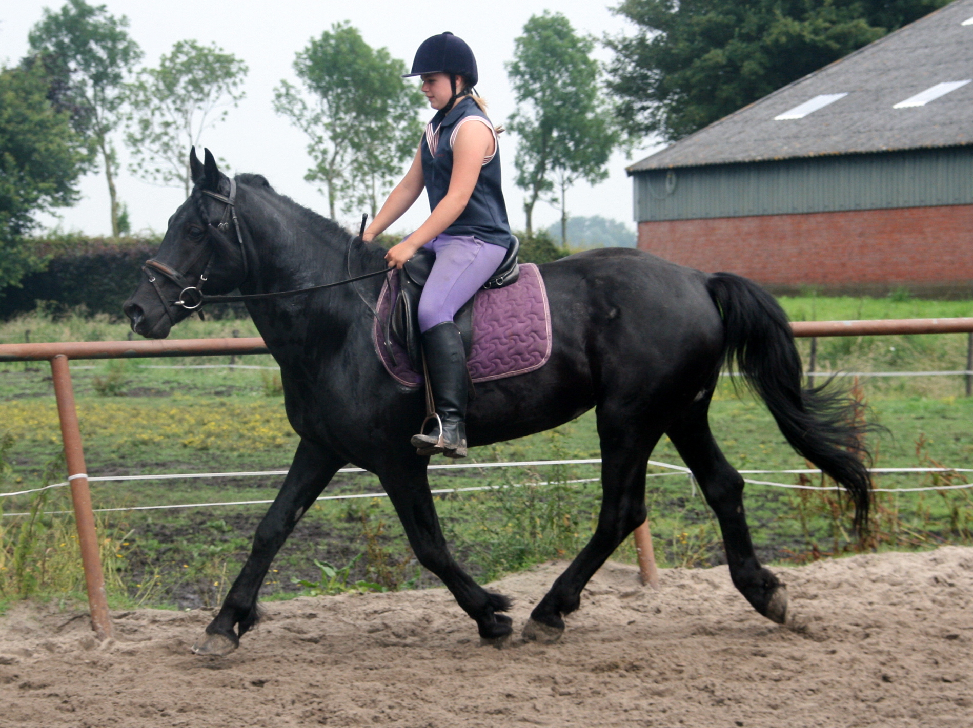 Super brave IHW Tell X Astenik Hengst | Bokt.nl
