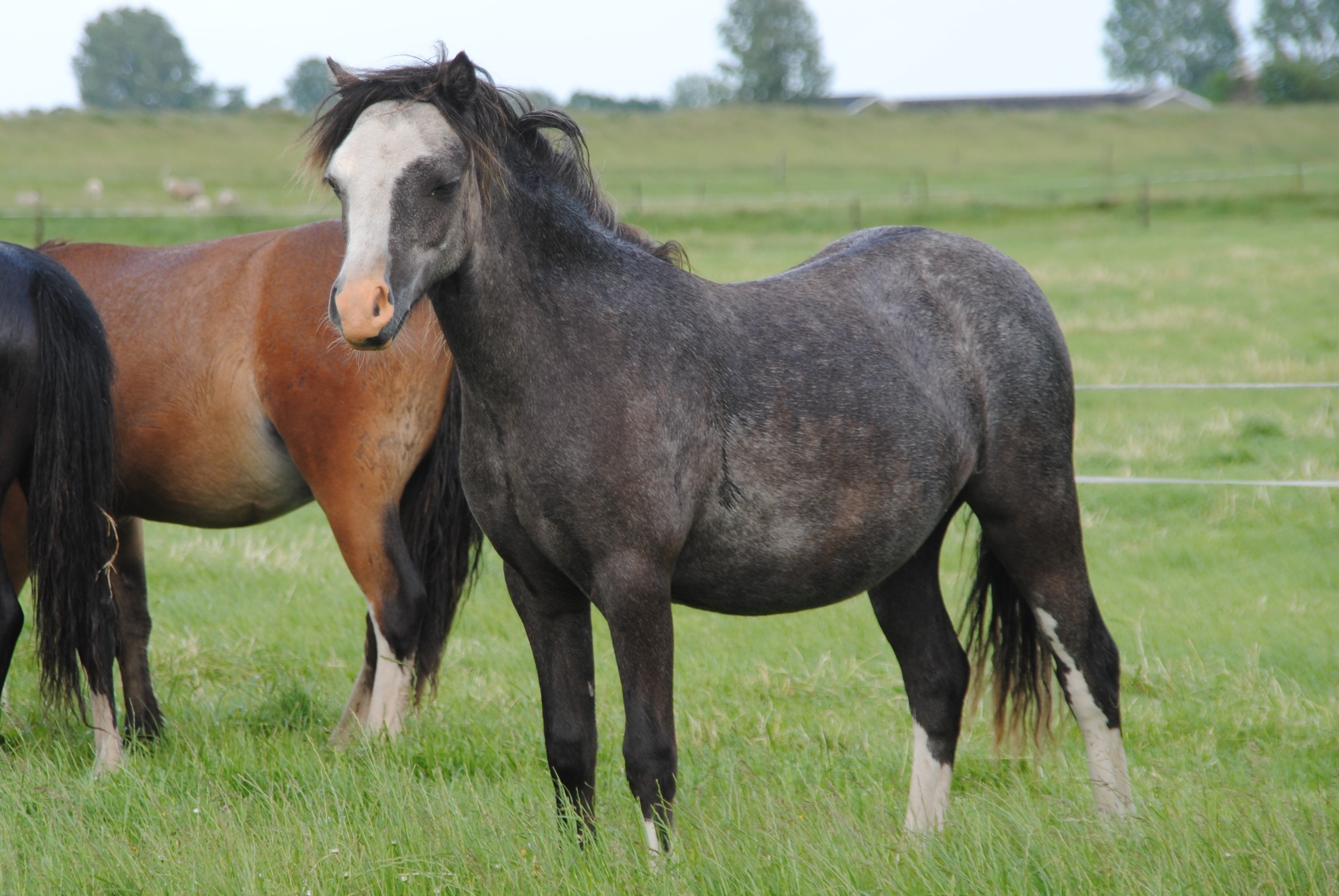 welsh a jaarling merrie | Bokt.nl