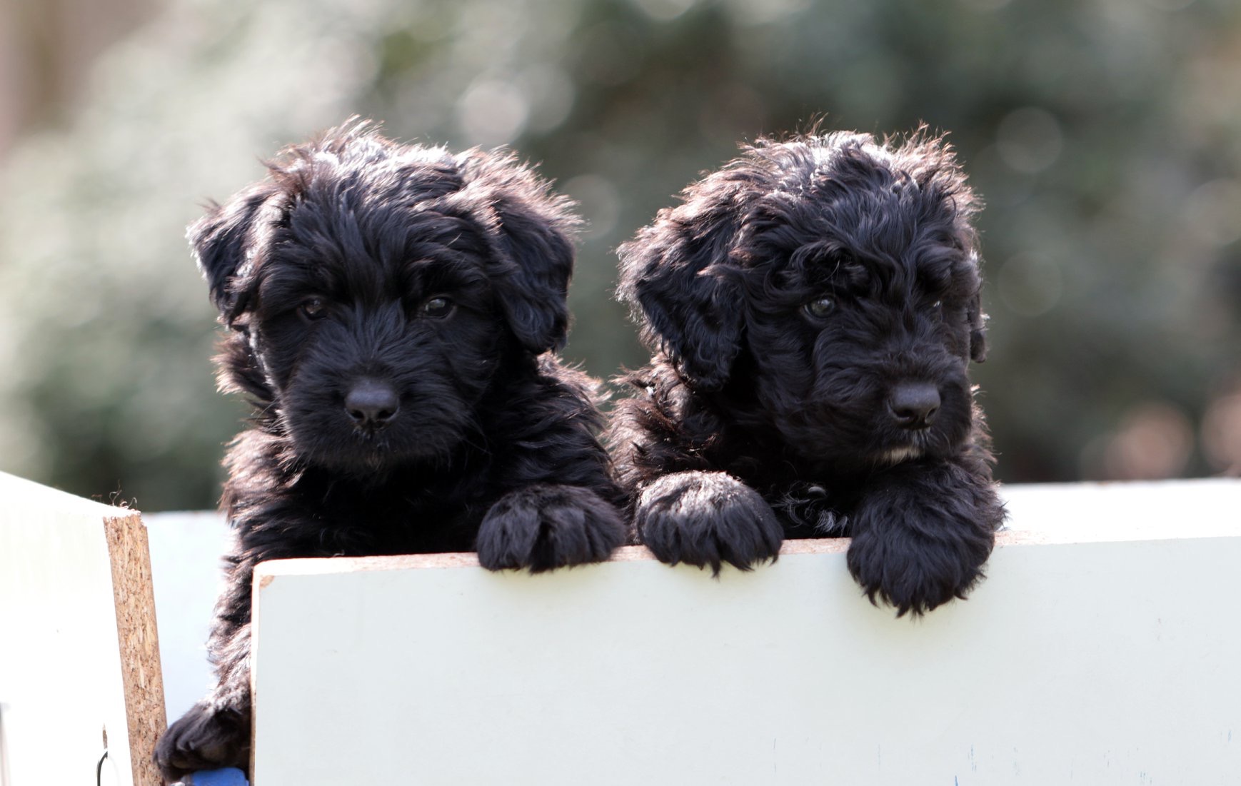 Prachtige Bouvier pups | Bokt.nl