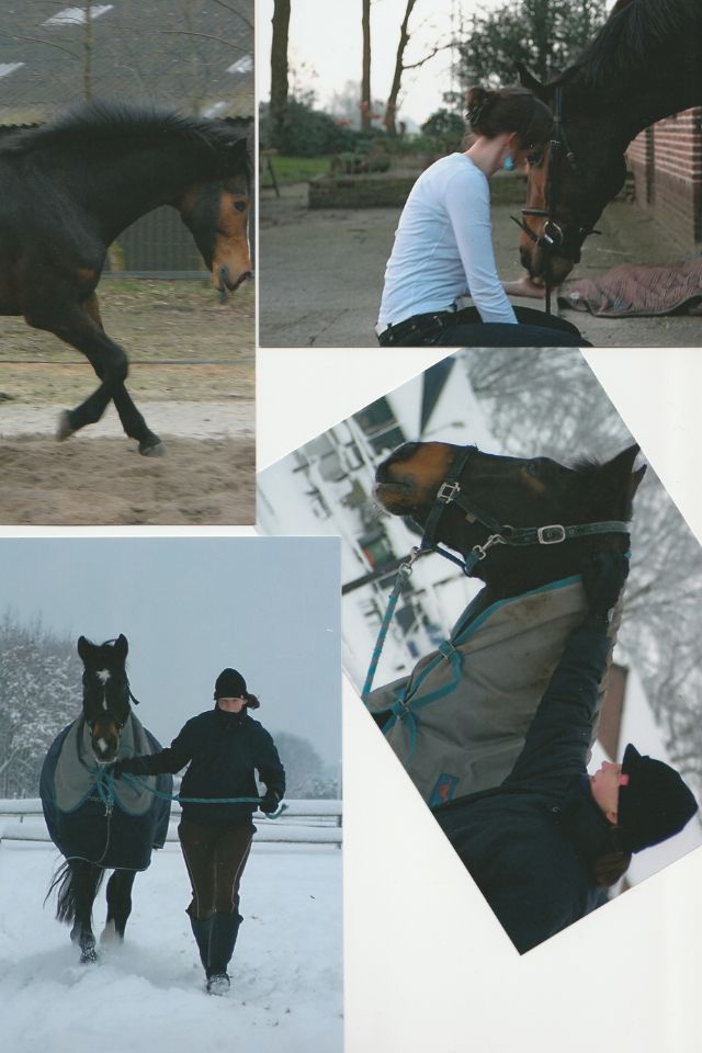 Regio Amersfoort - gemotiveerde paardengek - grondwerken | Bokt.nl