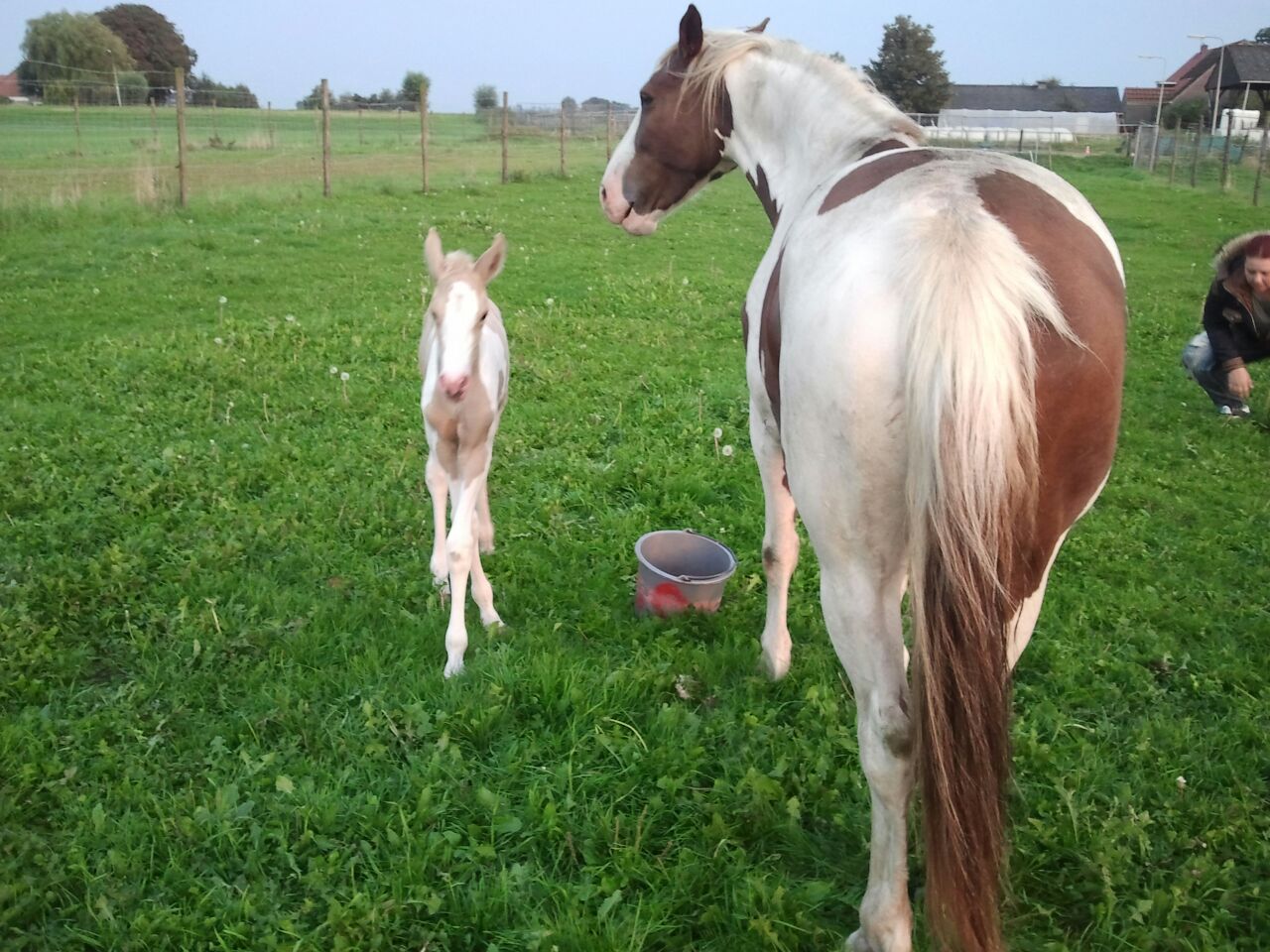 Mooi palomino bont merrie veulen | Bokt.nl