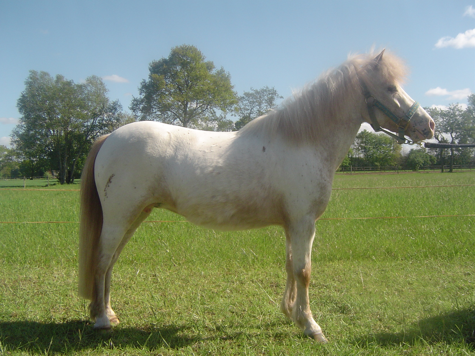 Luxe appaloosa merrie (gedekt) met silver d'apple veulen | Bokt.nl