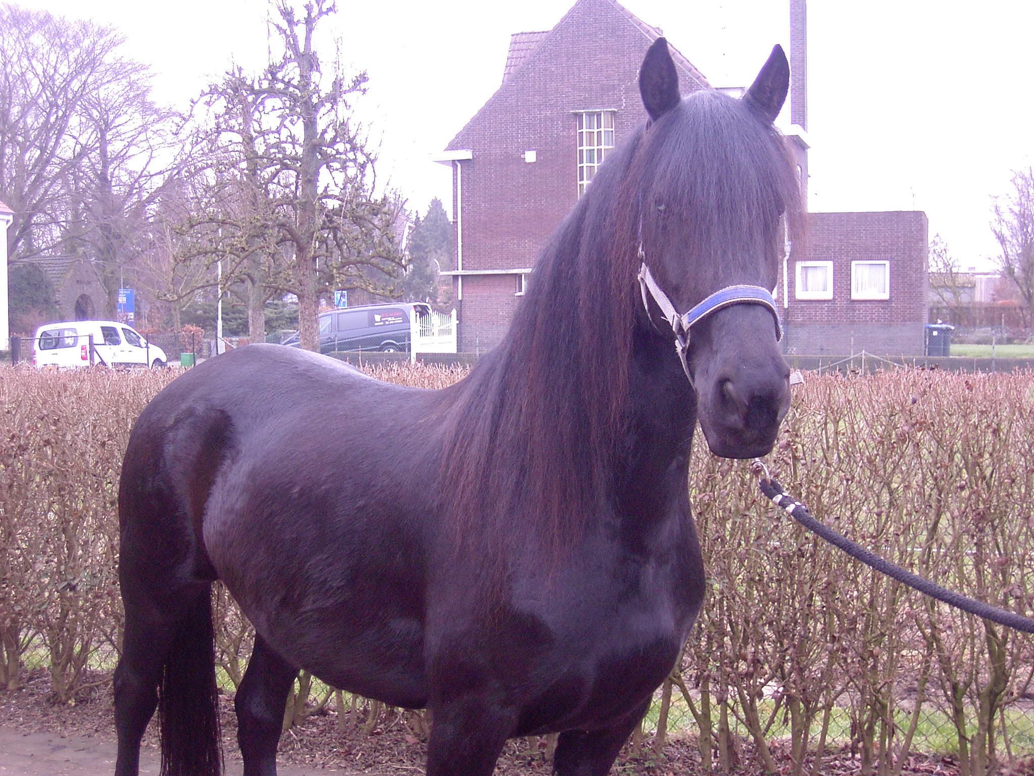 Arabo Friesse merrie 18,75 % arabier te koop | Bokt.nl