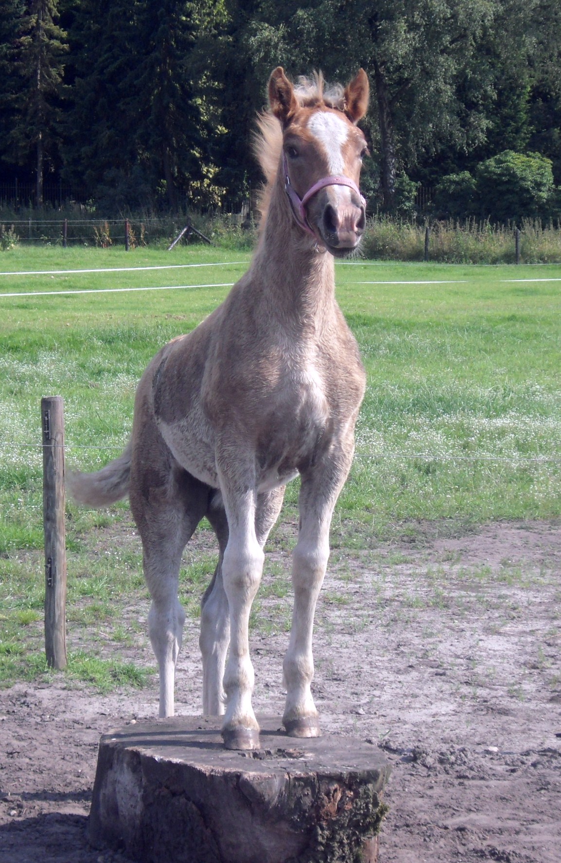 Lieve haflinger merrie veulen | Bokt.nl