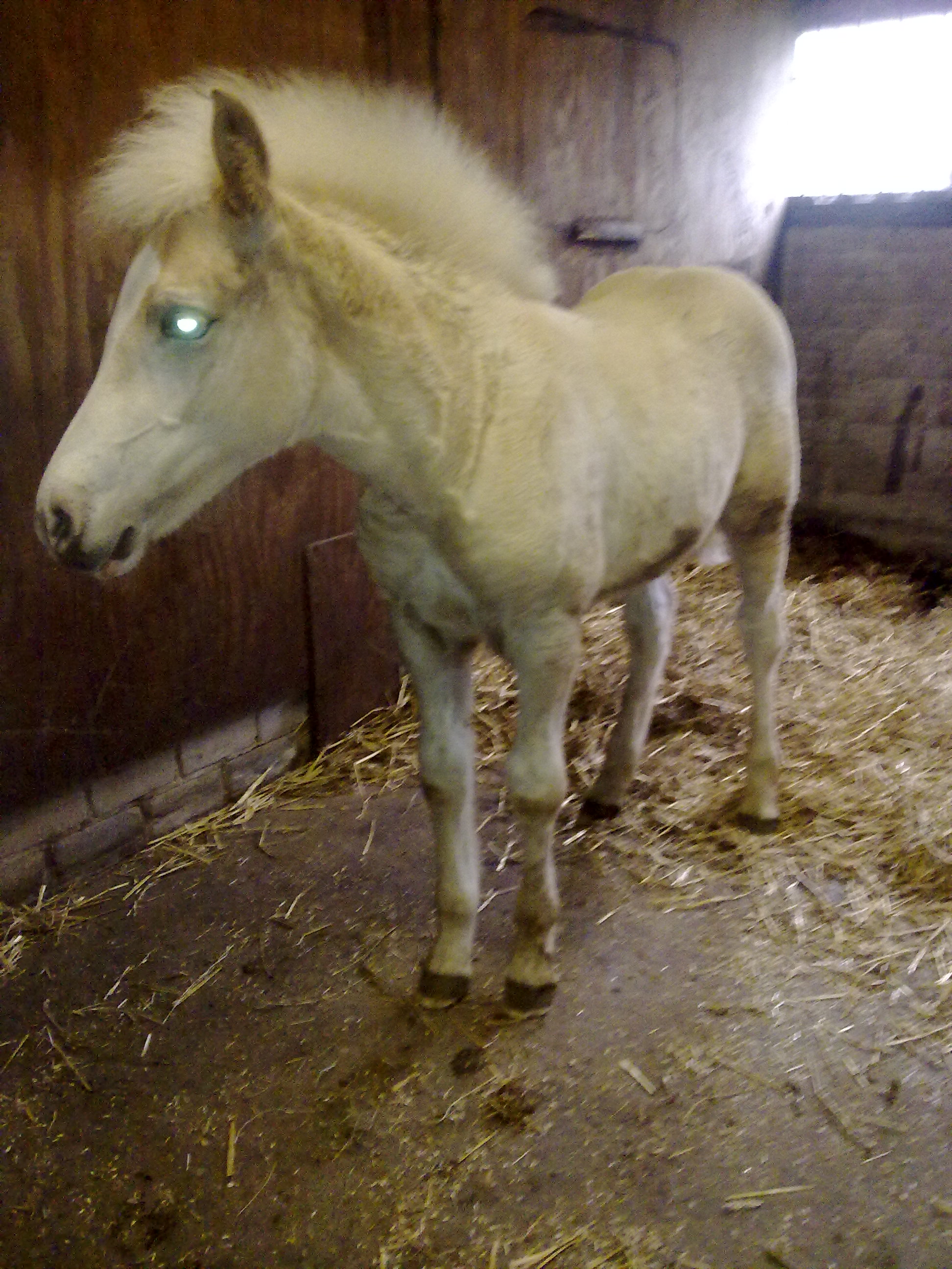 haflinger hengst veulen. | Bokt.nl