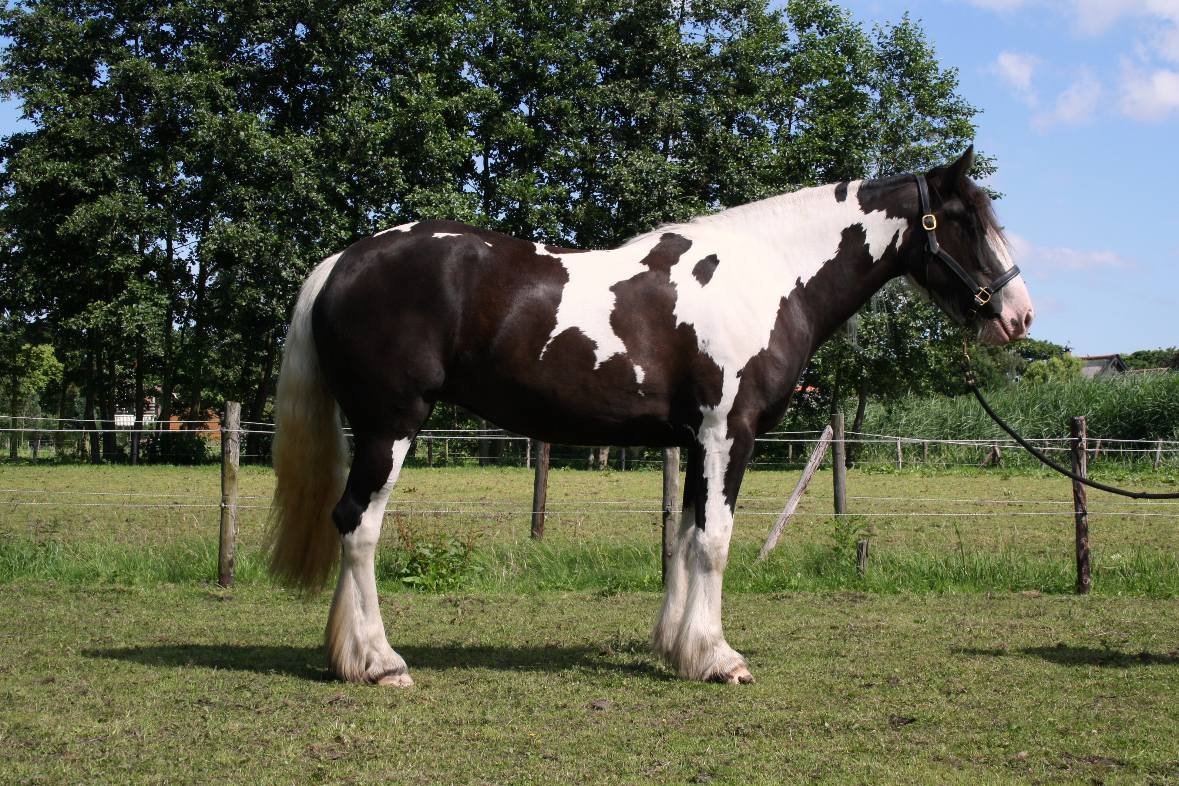 3 jarige tinker merrie | Bokt.nl
