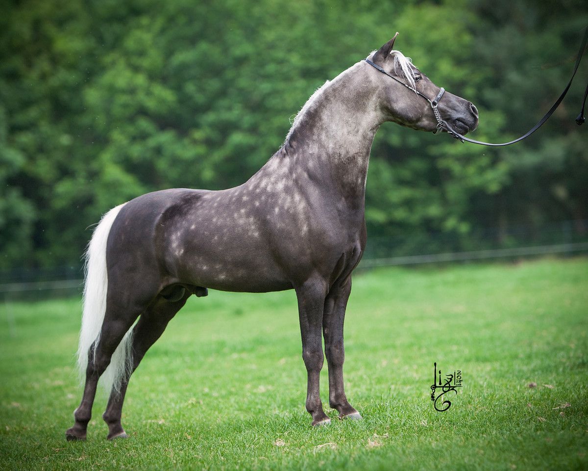 mini dekhengst 100 % amerikaanse miniatuur paard | Bokt.nl