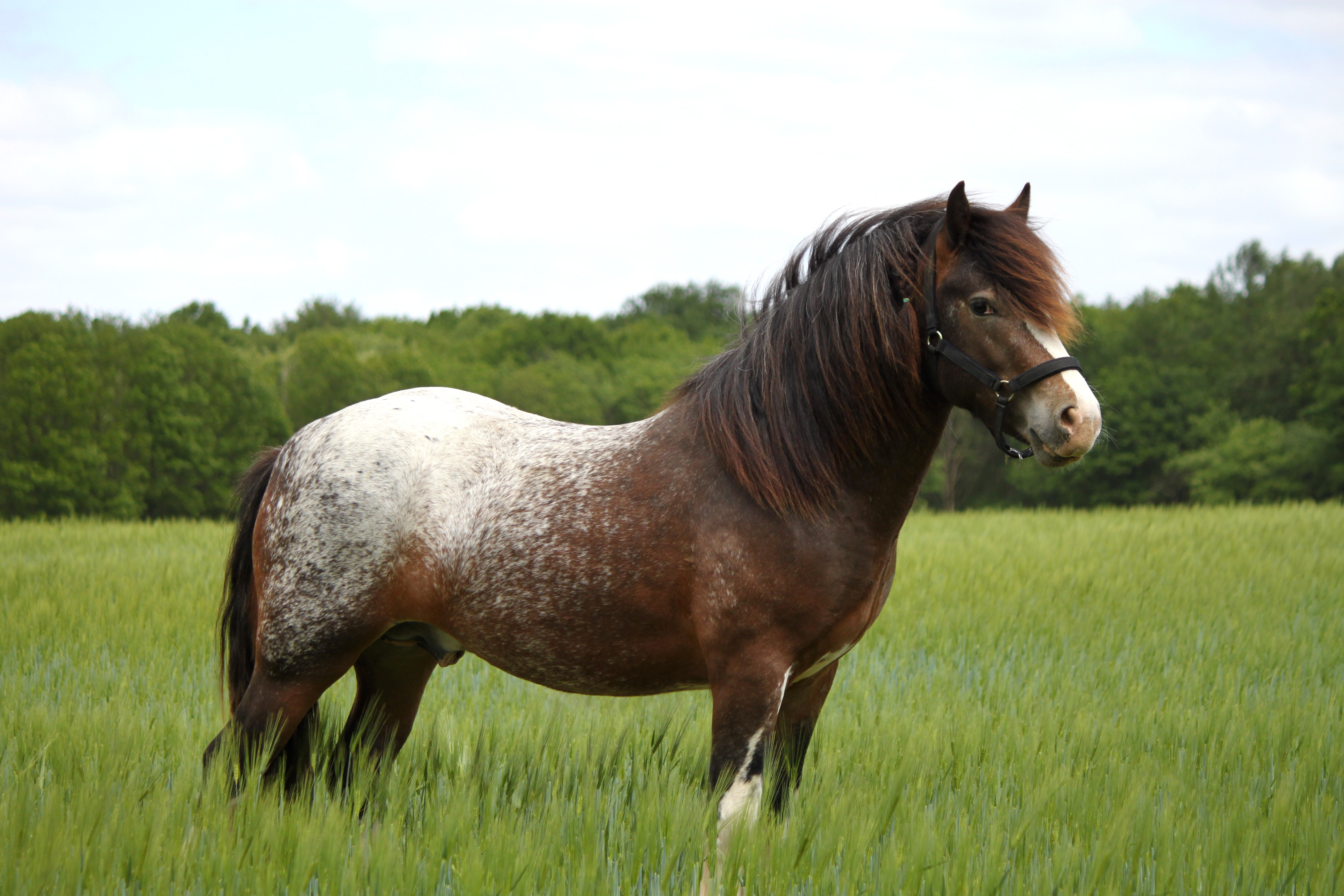 Brave appaloosa Tinker ter dekking aangeboden | Bokt.nl