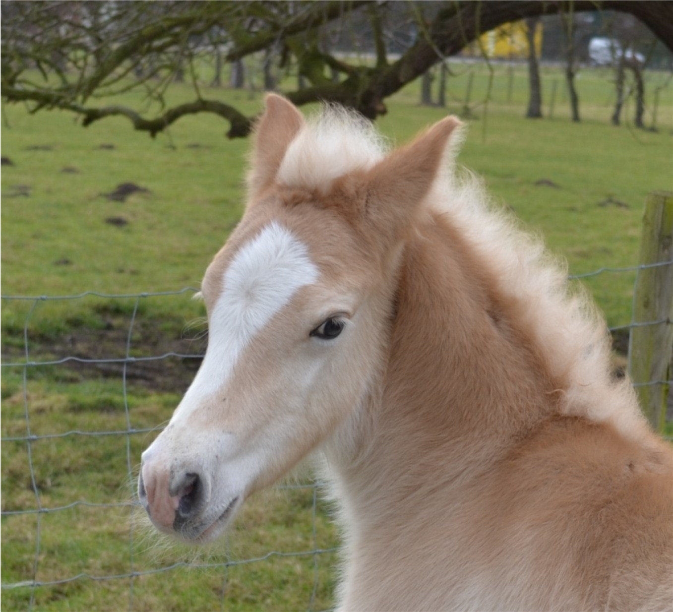 haflinger hengst veulen. | Bokt.nl