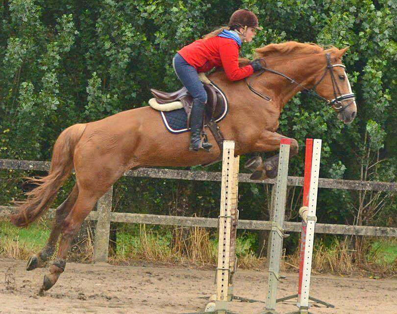 Springpaard te koop | Bokt.nl