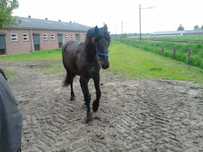 Lief fries merrie veulen. (Feitse 293 X Maurus 441) | Bokt.nl