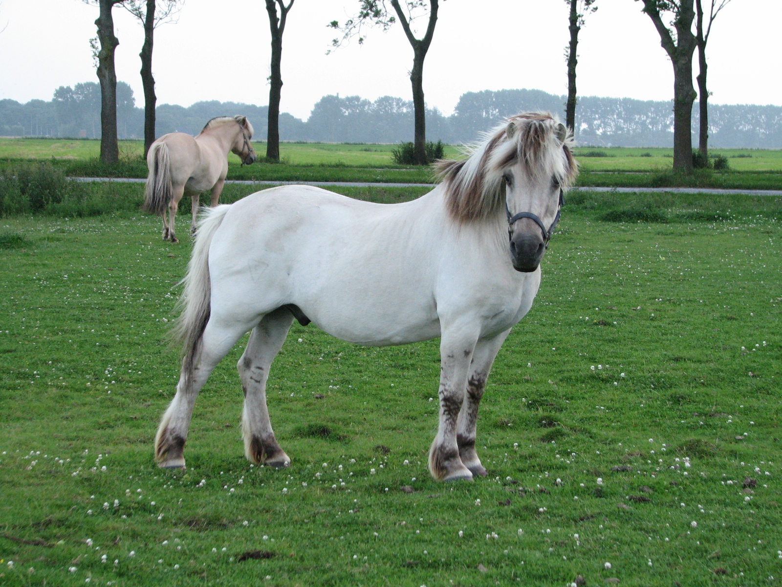 Super goed thuis gezocht voor Gra Fjord ruin * Gratis | Bokt.nl