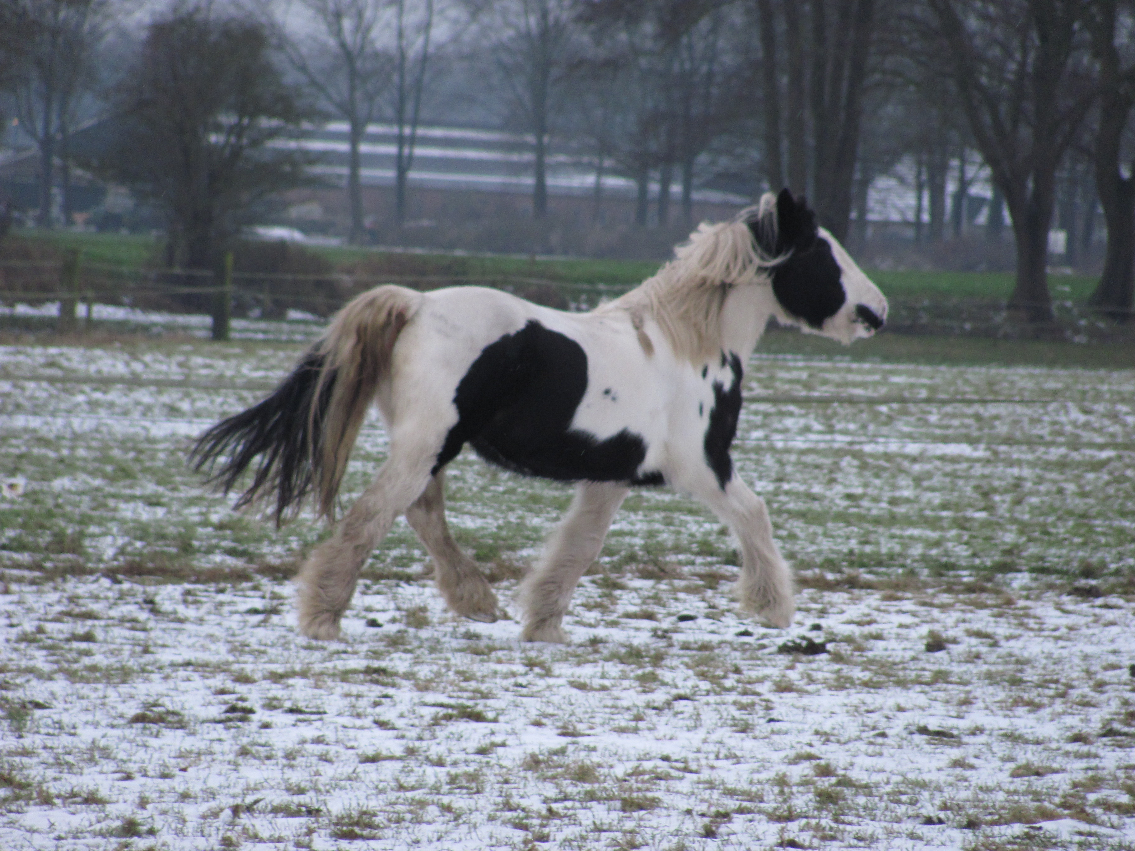 Brave Tinker merrie met blauw oog - GERESERVEERD- | Bokt.nl