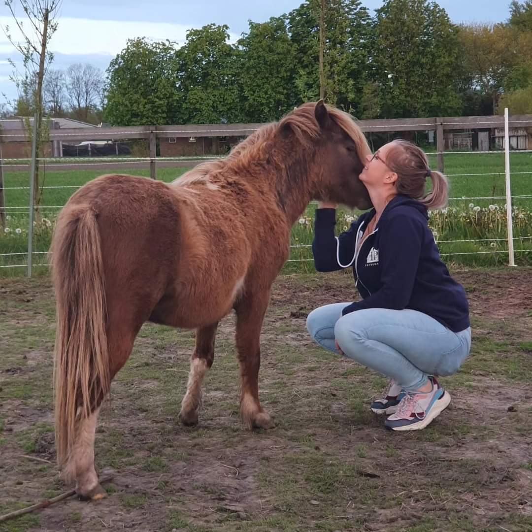 Prachtige amha x mini appaloosa hengst | Bokt.nl