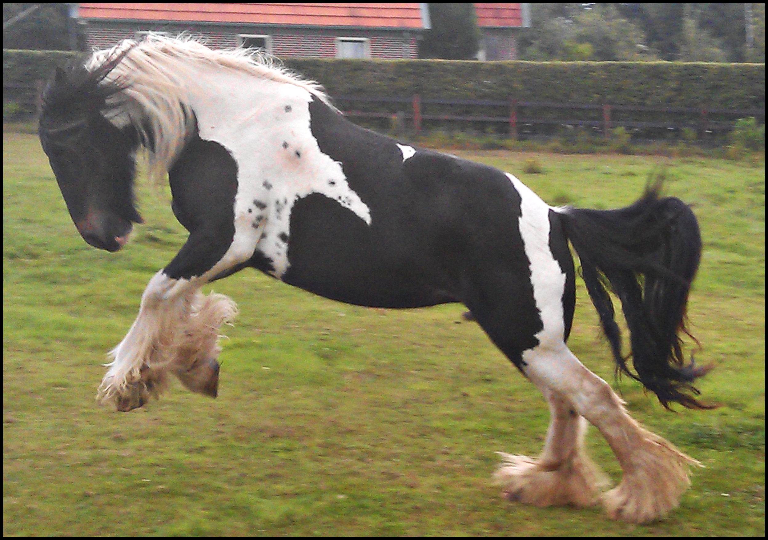 Prachtige 1e premie ICS Tinker merrie | Bokt.nl