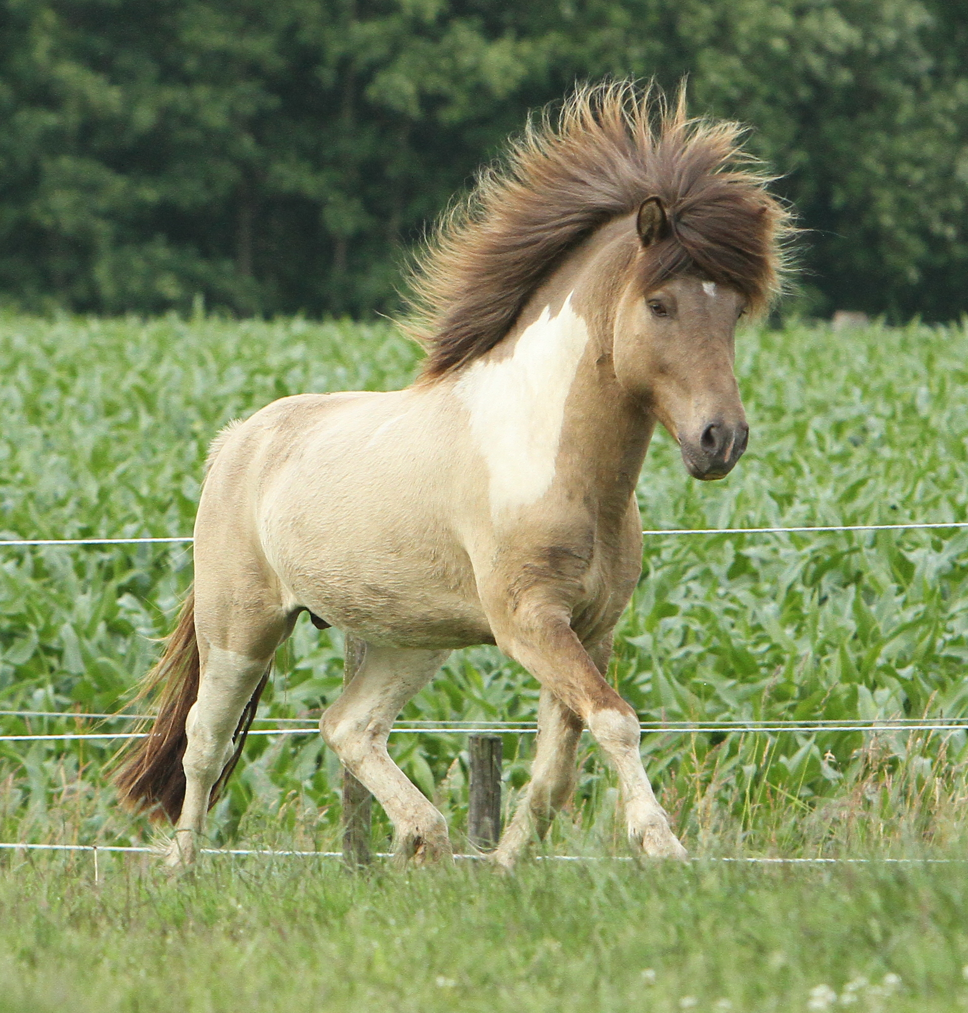 Ijslandse hengst ter dekking | Bokt.nl