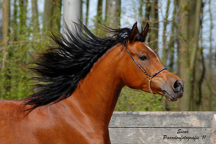 Mooie gezins arabier - Arabier met potentie | Bokt.nl