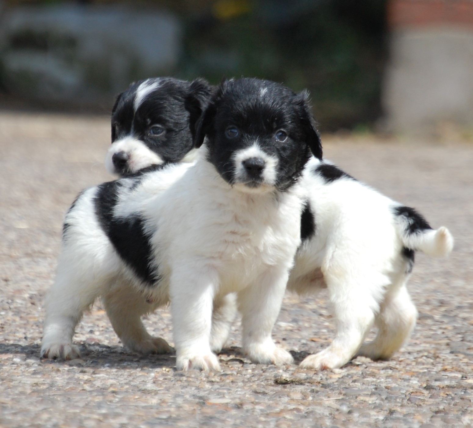 lieve raszuivere friese stabij pups | Bokt.nl