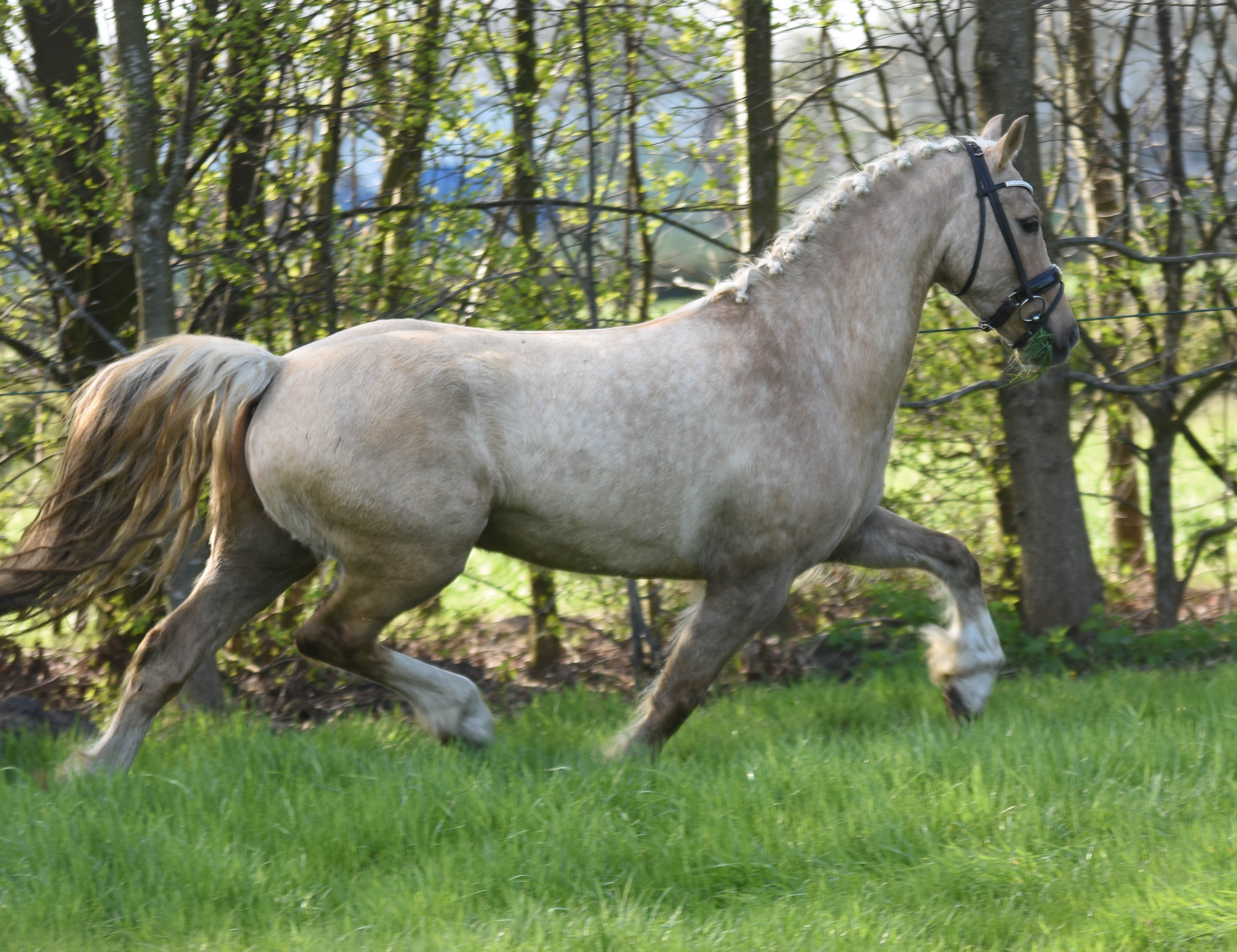 Welsh Cob ruin. | Bokt.nl
