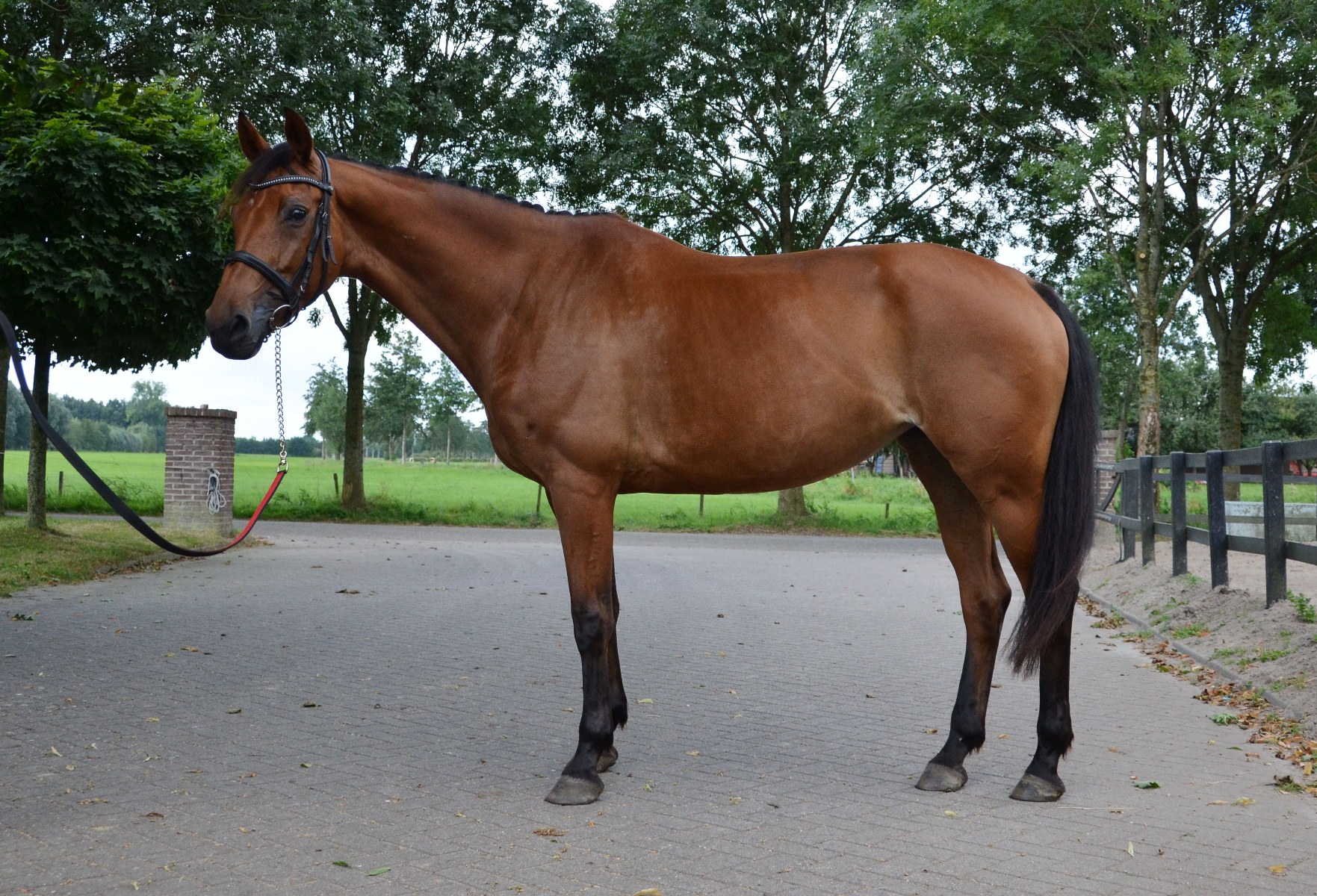 7-jarige springpaard | Bokt.nl