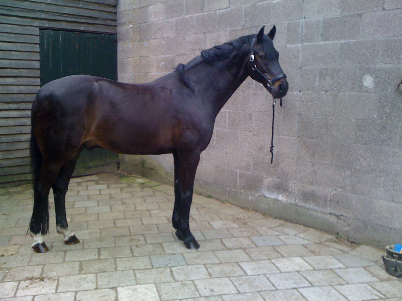 Goudeerlijke zwarte ruin (Orame X Zuidhorn) met uitstraling | Bokt.nl
