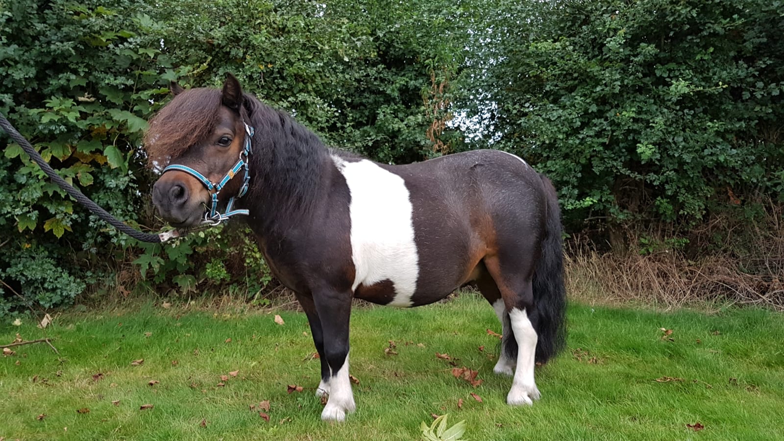 Lieve merrie en ruin shetlander | Bokt.nl