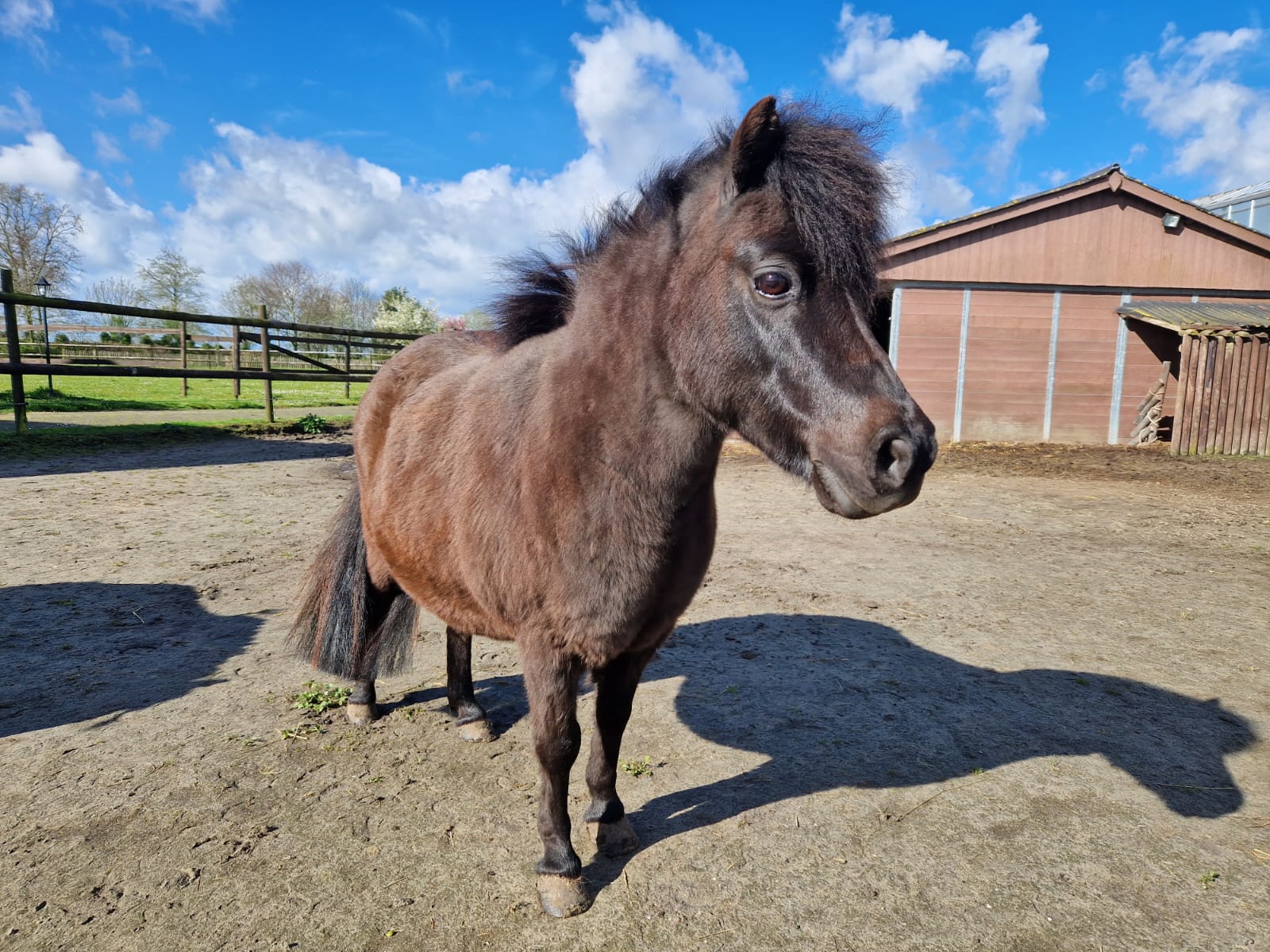 Leuke shetlander merrie te koop | Bokt.nl
