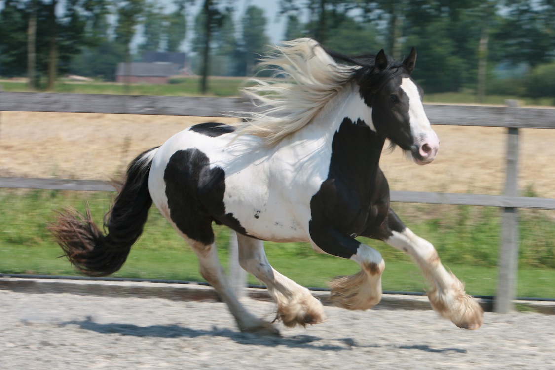 Lieve zwartbonte tinker te koop | Bokt.nl