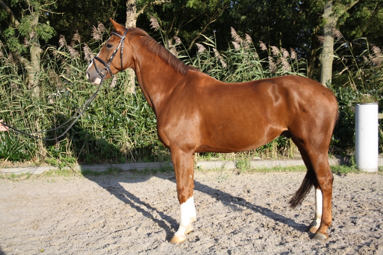 Tienjarige vosruin Negro x G Ramiro Z | Bokt.nl