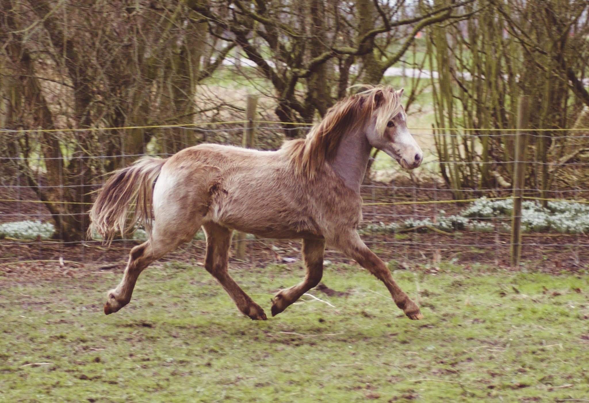 Uniek mooi Silver valk appaloosa | Bokt.nl