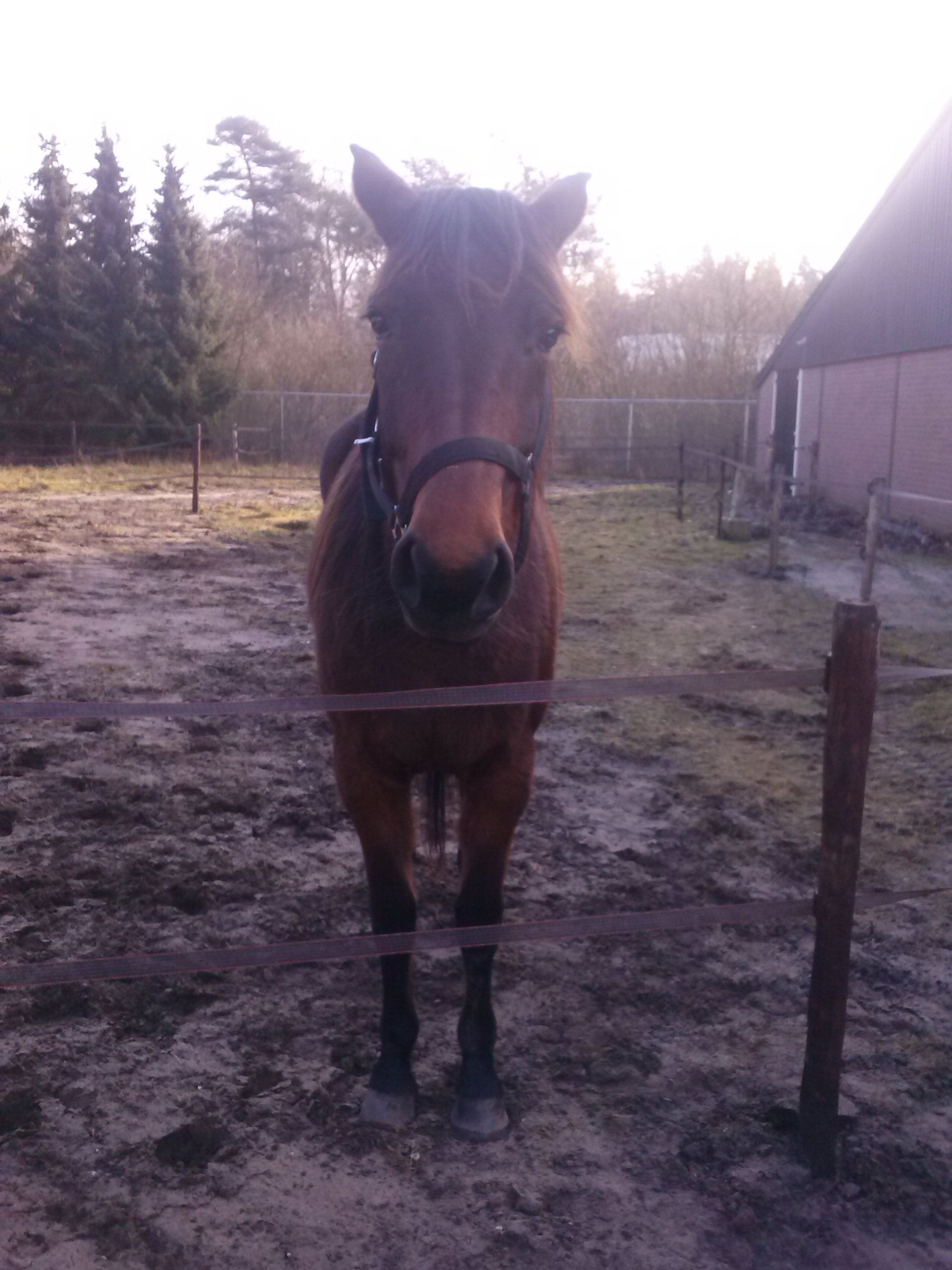 ter dekking mooie merrie | Bokt.nl