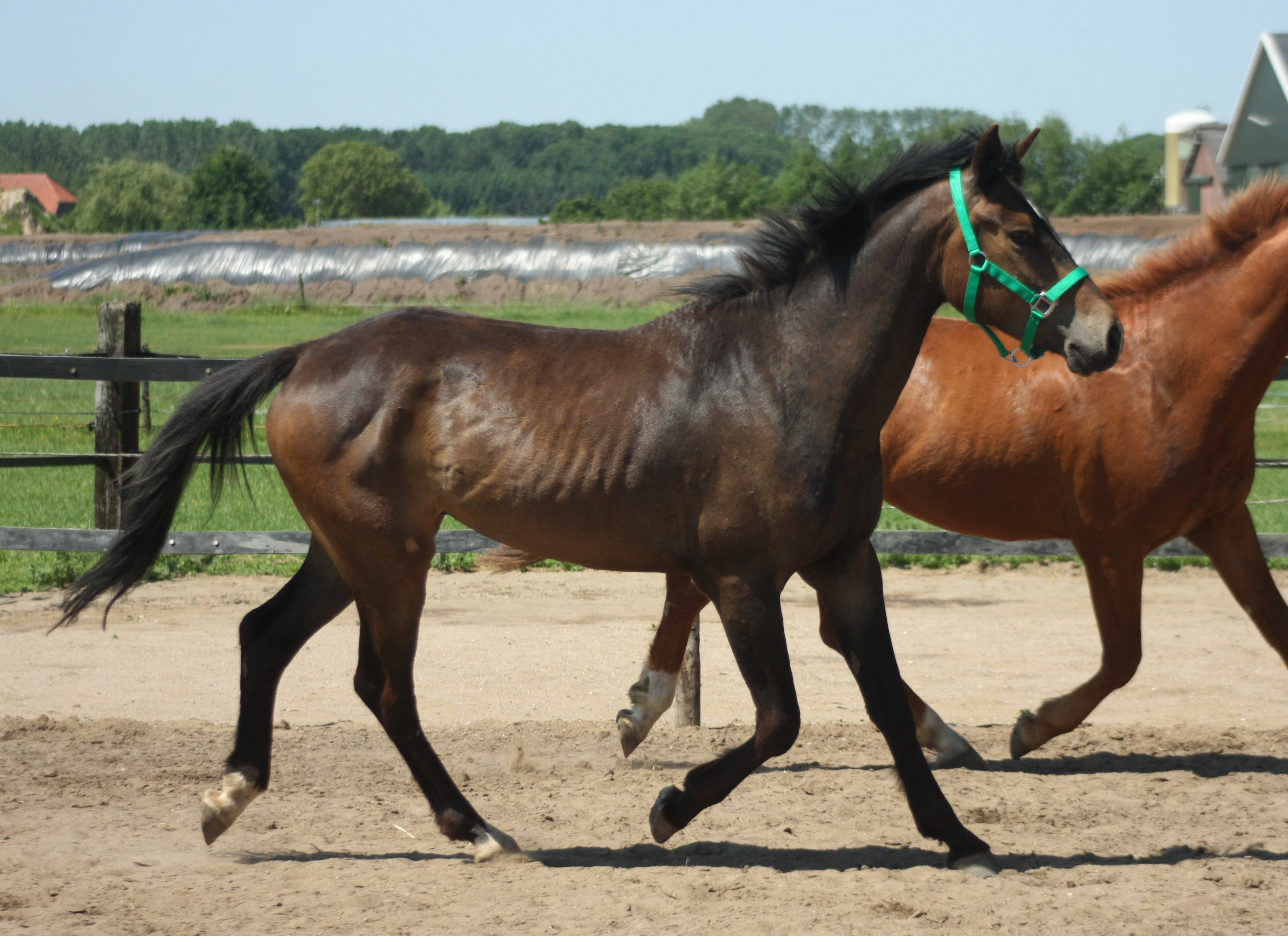 Leuke 3-jarige New Forest D-pony ruin v. Kantje's Appart! | Bokt.nl